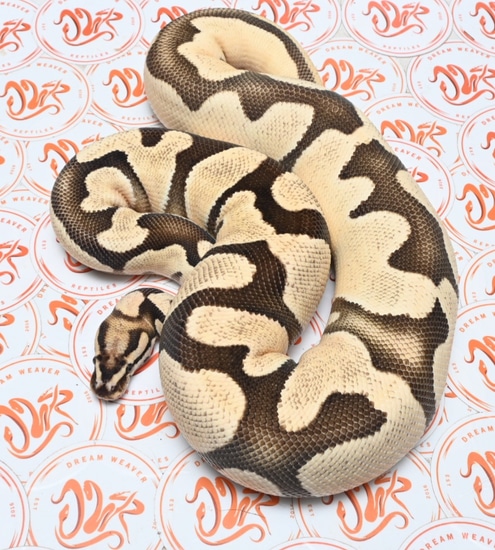 Super Orange Dream Fire Ball Python by Dream Weaver Reptiles