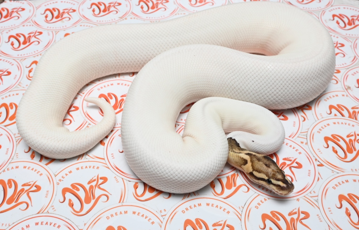 Firefly Pied Ball Python by Dream Weaver Reptiles - MorphMarket