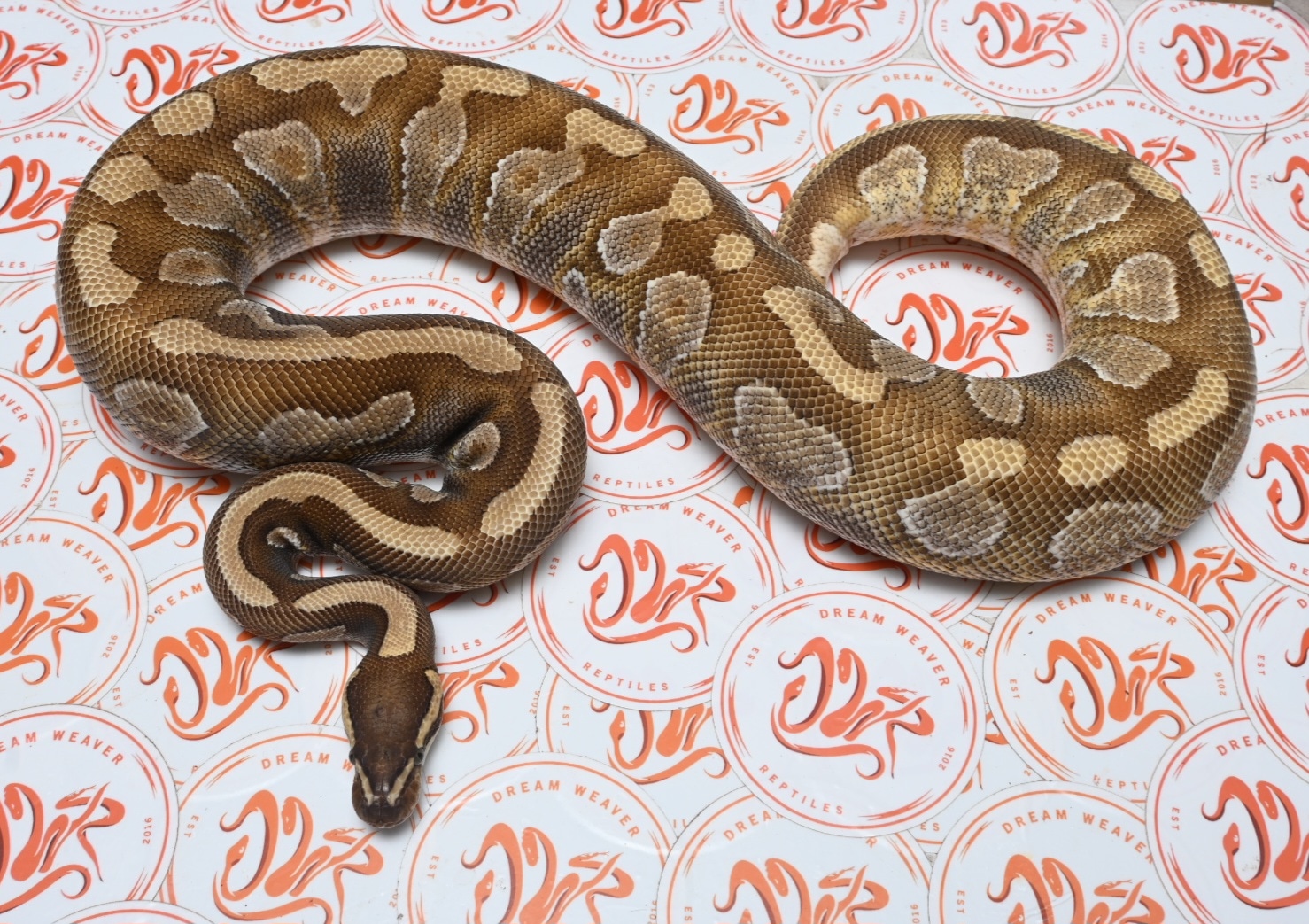 Mojave Enchi Blackhead Ball Python by Dream Weaver Reptiles - MorphMarket