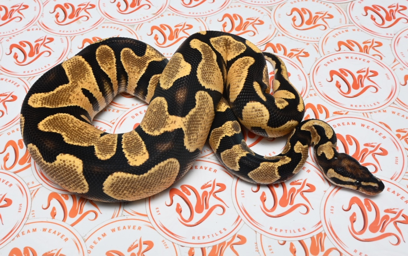Orange Dream Yellowbelly/Gravel Ball Python by Dream Weaver Reptiles ...