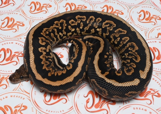 Black Pastel Mahogany Spotnose Asphalt Ball Python by Dream Weaver Reptiles