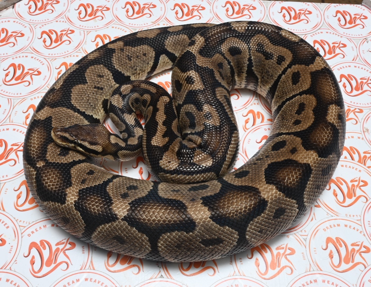 Pastel Chocolate Het. Hypo Ball Python by Dream Weaver Reptiles - MorphMarket