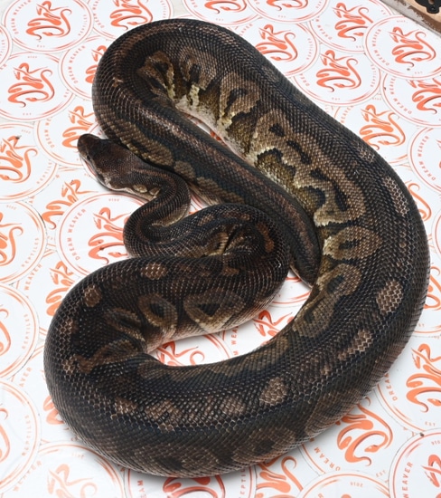 Black Pewter Ball Python by Dream Weaver Reptiles
