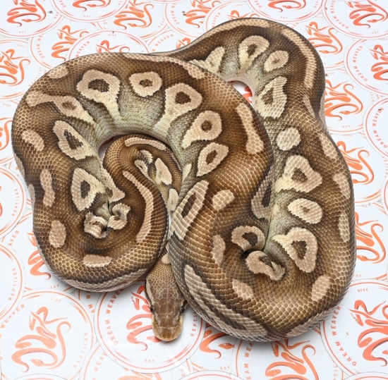 Mojave Vanilla Ball Python by Dream Weaver Reptiles
