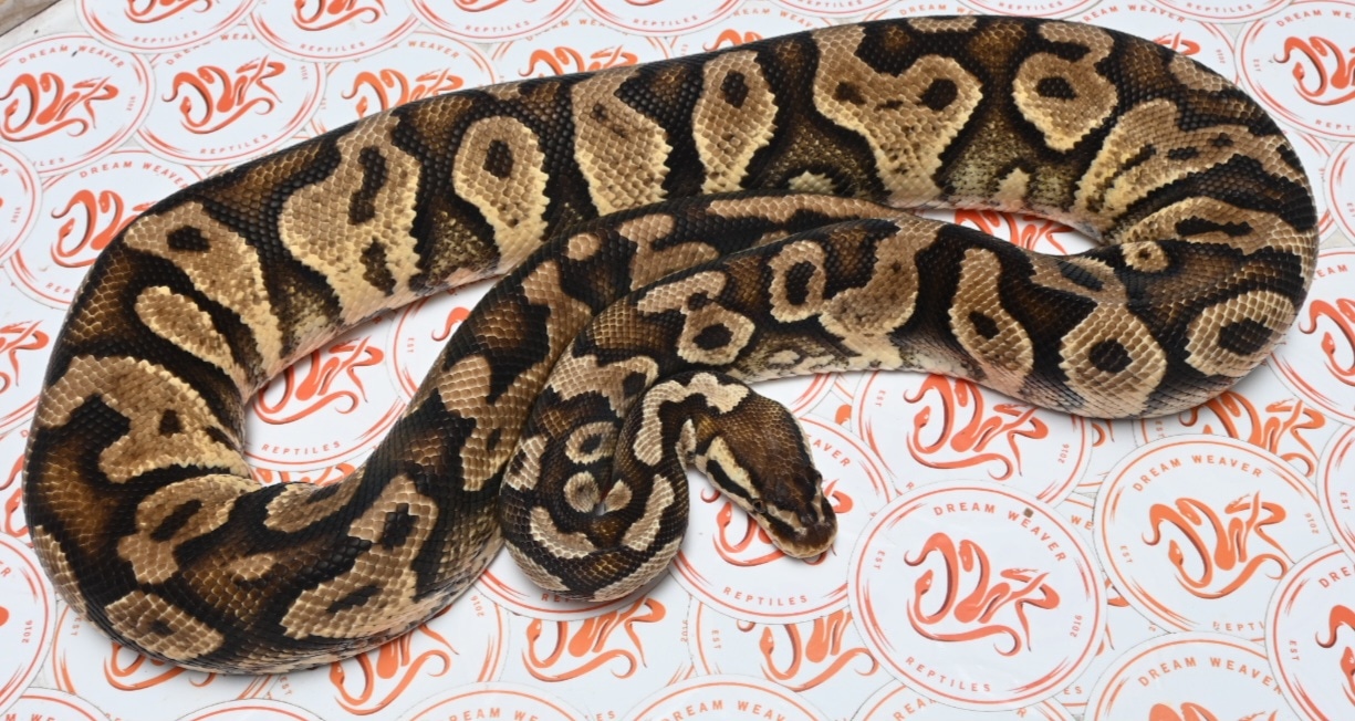 Pastel Gravel Ball Python by Dream Weaver Reptiles - MorphMarket