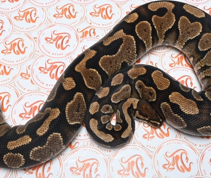Banana Champagne Redstripe Ball Python by Dream Weaver Reptiles ...