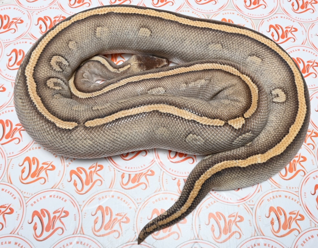 Super Mystic Ball Python by Dream Weaver Reptiles - MorphMarket
