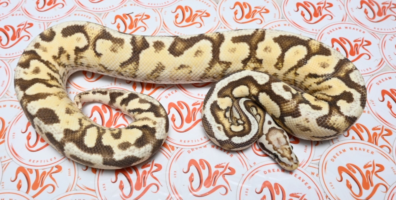 GHI Spotnose Firefly Yellowbelly Ball Python by Dream Weaver Reptiles ...