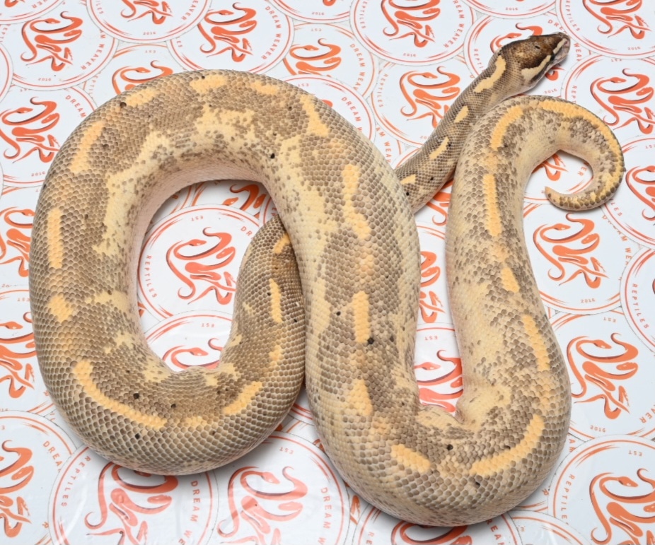 Enchi Freeway Ball Python by Dream Weaver Reptiles - MorphMarket