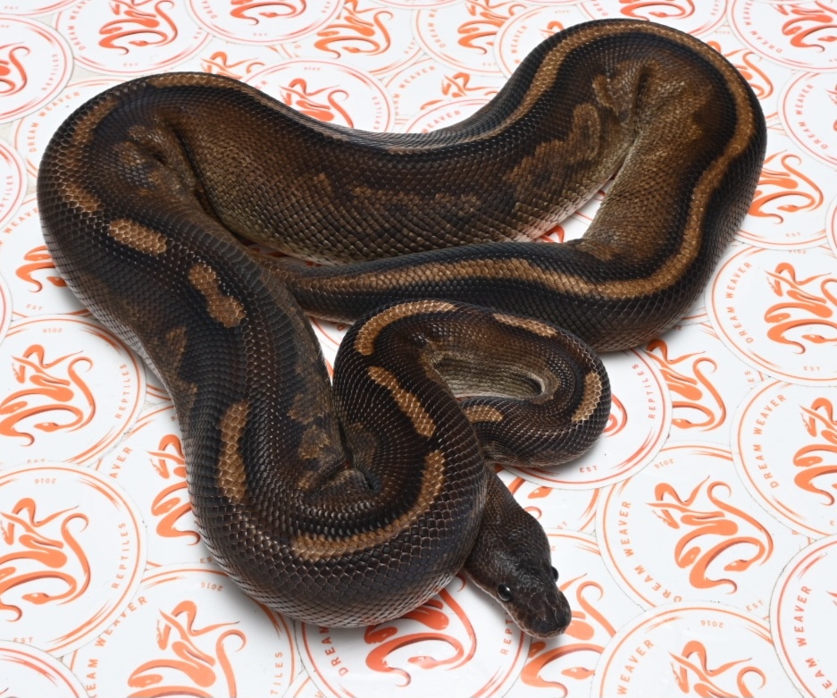 Cinnamon Mahogany 100% Het. Pied 66% Het. Lavender Albino Ball Python ...