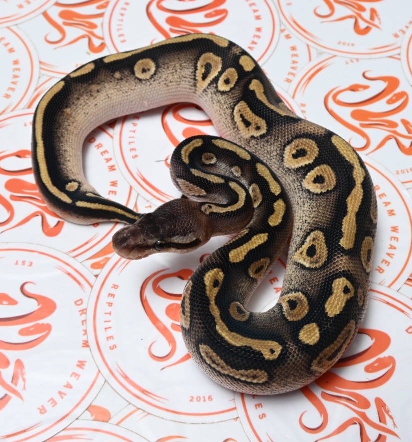 Pastel Mystic Wookie Ball Python by Dream Weaver Reptiles - MorphMarket