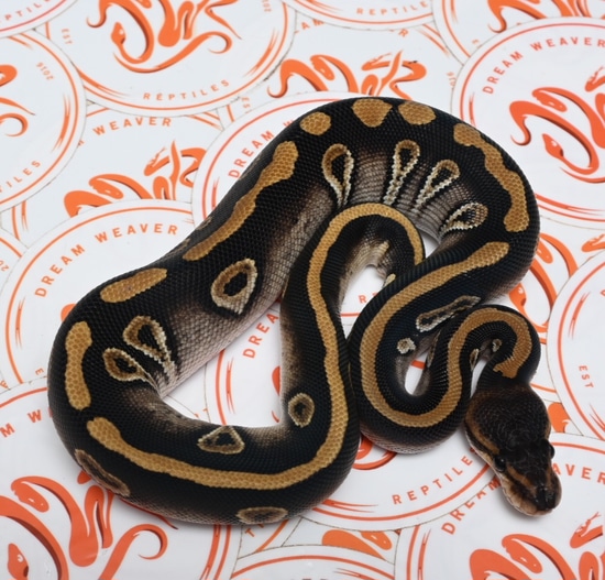 Mystic Wookie Ball Python by Dream Weaver Reptiles