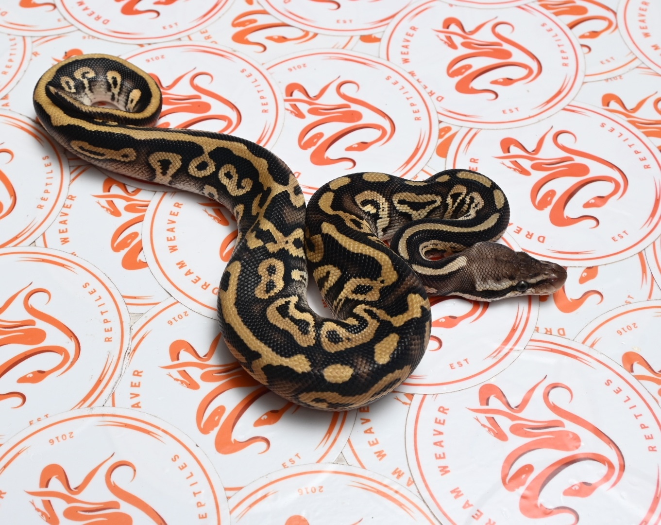 Pastel Leopard Mystic Wookie Ball Python by Dream Weaver Reptiles ...