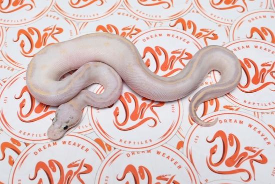 Ivory Het. Pied Ball Python by Dream Weaver Reptiles