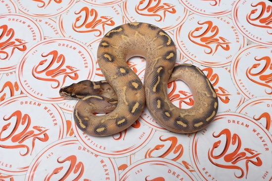 Highway Het. Pied Ball Python by Dream Weaver Reptiles