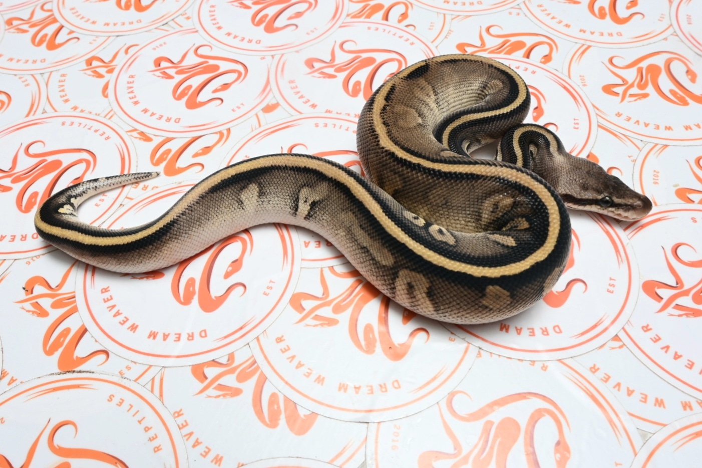 Pastel Mystic Wookie Ball Python by Dream Weaver Reptiles - MorphMarket