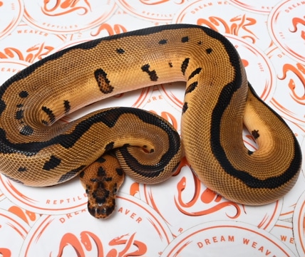 Black Pastel Redstripe Yellowbelly Banana Het. Clown Ball Python by ...