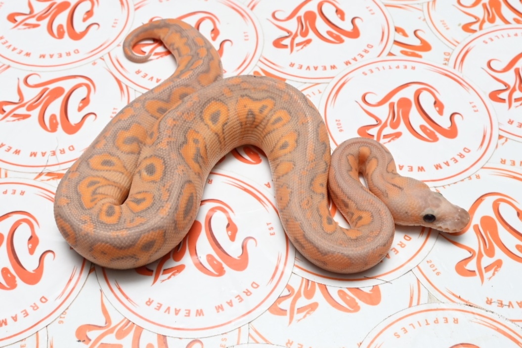 Black Pastel Redstripe Yellowbelly Banana Clown Ball Python by Dream Weaver Reptiles - MorphMarket