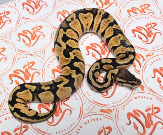 Pastel Enchi 100% Het. Desert Ghost 50% Het. Cryptic Ball Python by ...