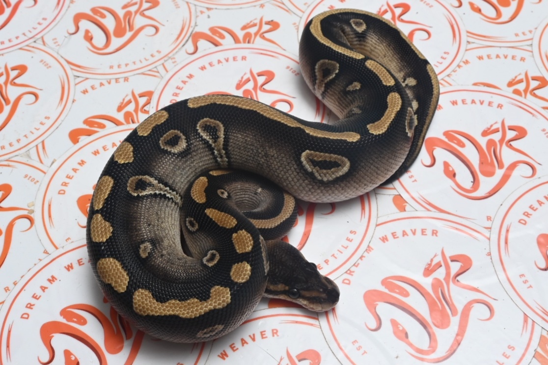 Mystic Wookie Ball Python by Dream Weaver Reptiles - MorphMarket