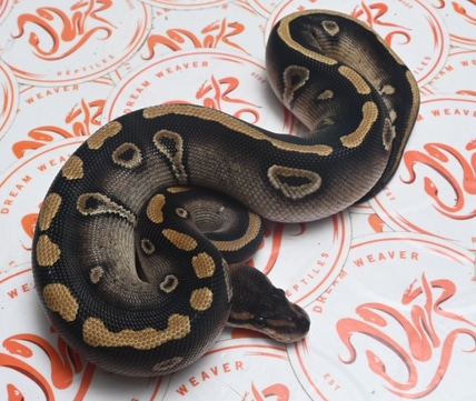 Leopard Blackhead Redstripe Clown 50% Het. Pied/Lavender Albino Ball ...