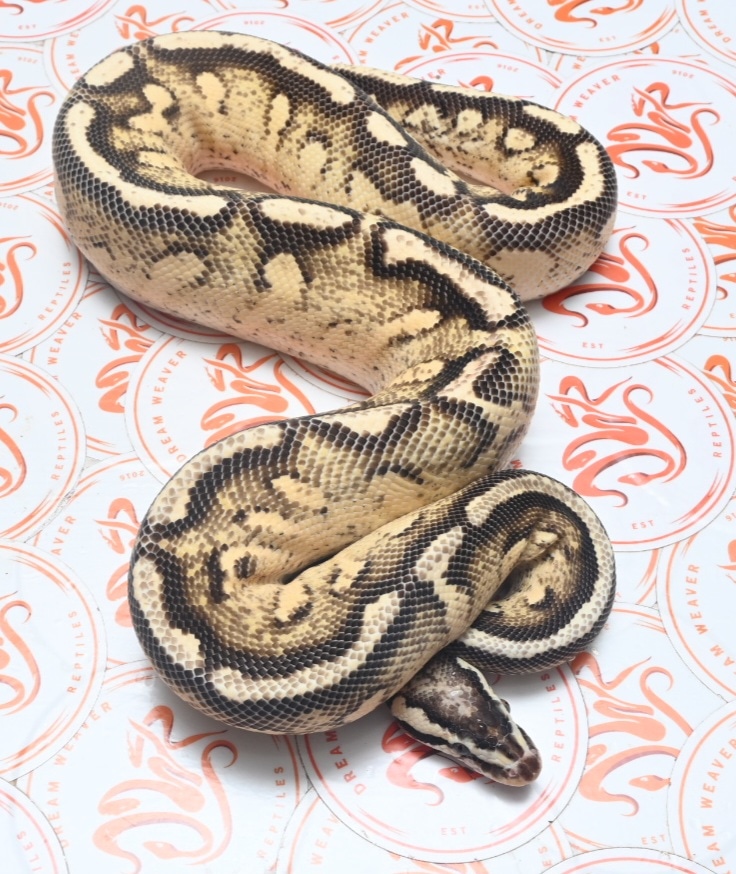 Pastel Super Gravel Ball Python by Dream Weaver Reptiles - MorphMarket