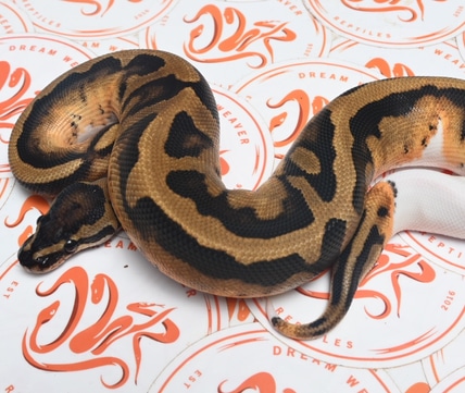 Leopard Blackhead Redstripe Clown 50% Het. Pied/Lavender Albino Ball ...