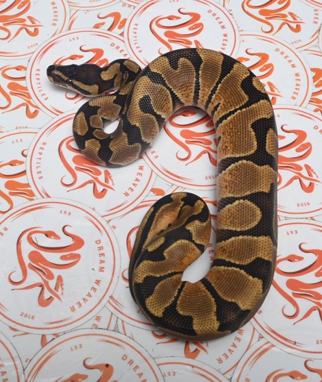 Enchi Het. Desert Ghost 50% Het. Cryptic Ball Python by Dream Weaver ...