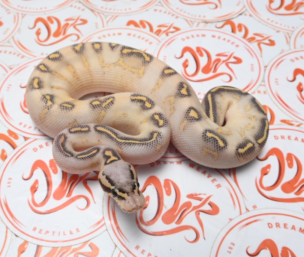 Pastel GHI Highway Ball Python by Dream Weaver Reptiles - MorphMarket