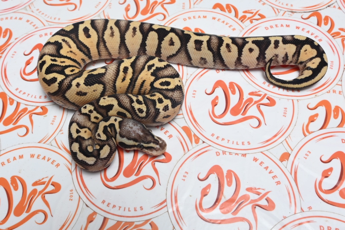 Firefly Gravel/Yellowbelly Possible GHI Ball Python by Dream Weaver ...