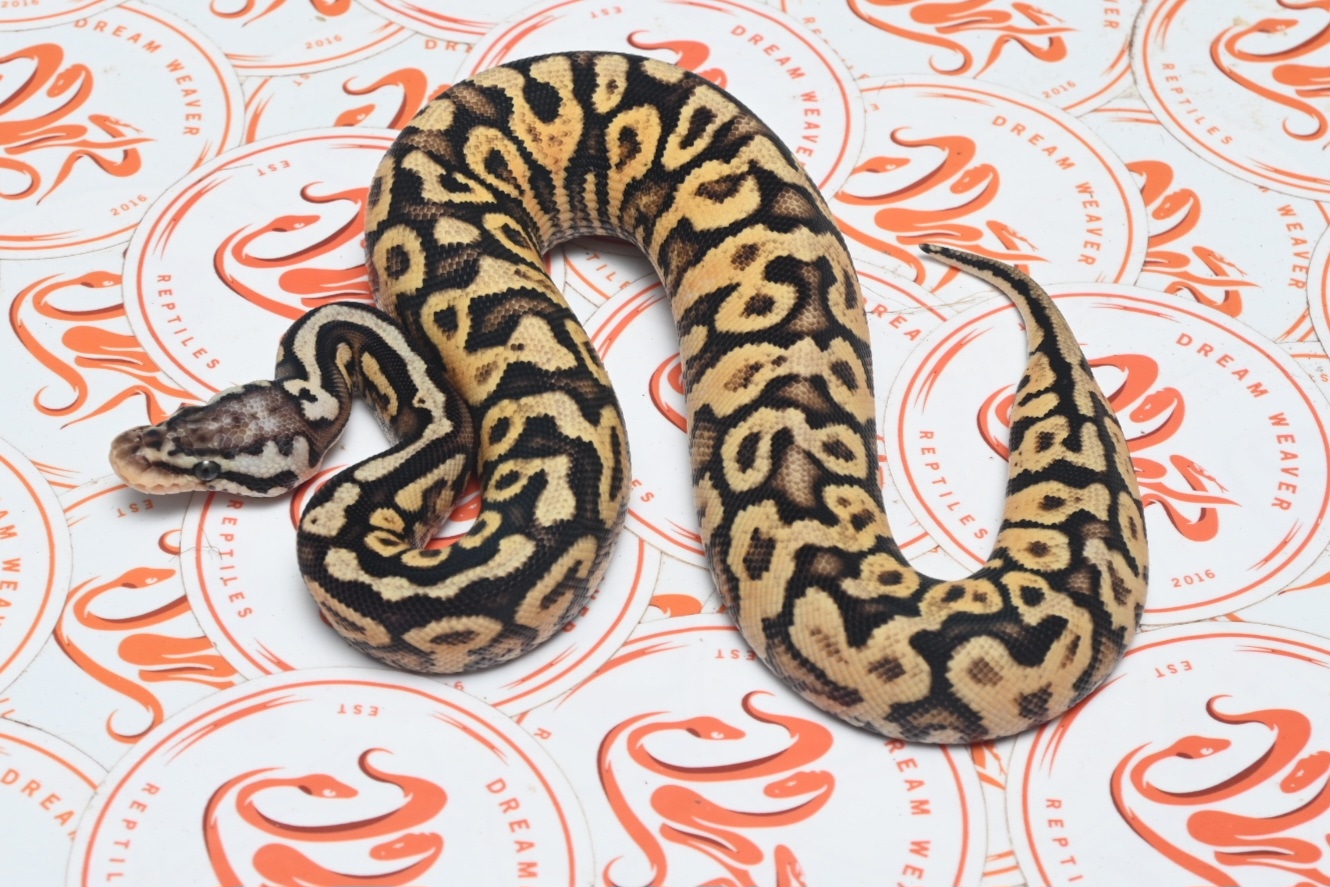 Firefly Spotnose Gravel/Yellowbelly Ball Python by Dream Weaver ...