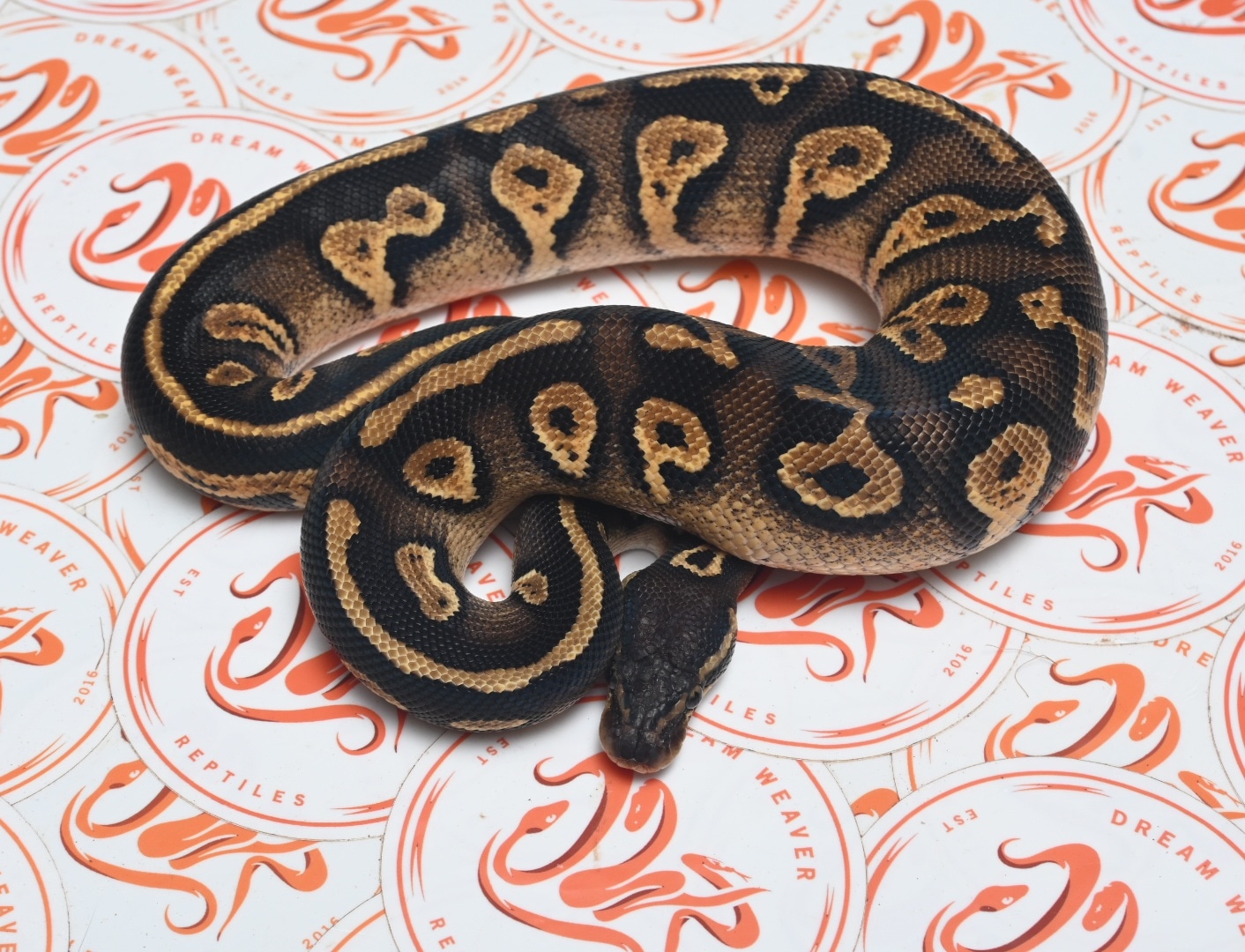 Wookie P Blackhead 100% Het. Lavender Albino 50% Het. Clown/Pied Ball ...