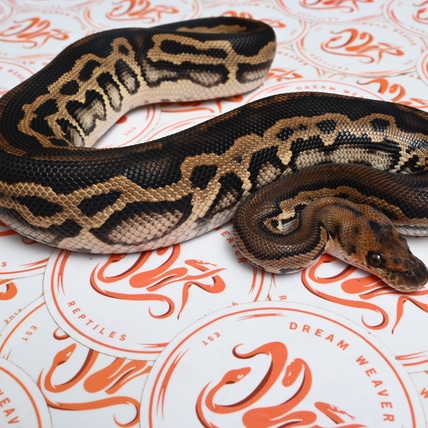 Leopard Wookie Lavender Albino 50% Het. Clown/Pied Ball Python by Dream ...