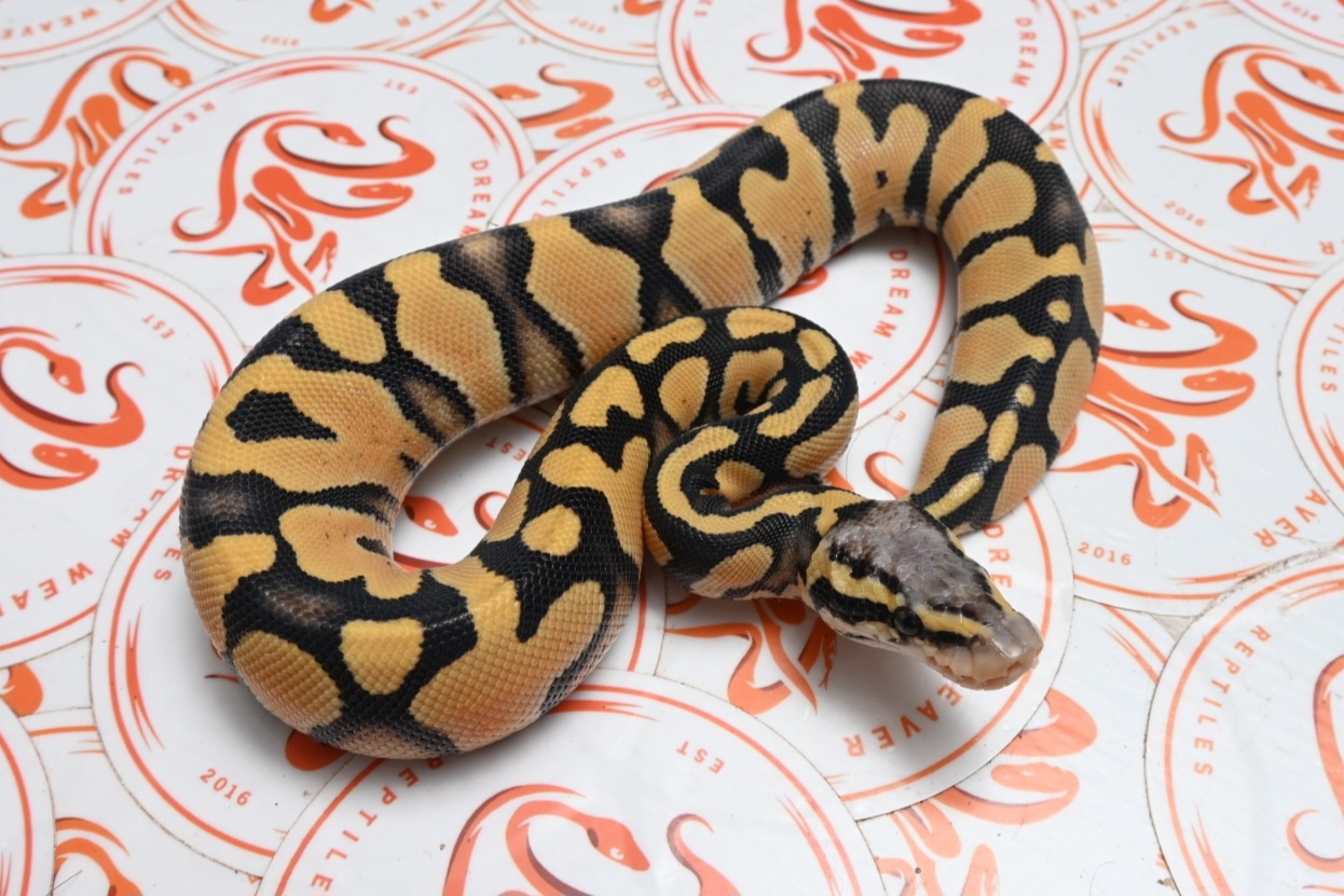 Pastel Desert Ghost Het. Clown Ball Python by Dream Weaver Reptiles ...