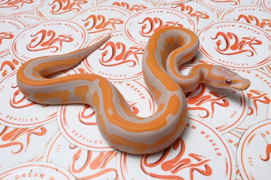 Leopard Wookie Lavender Albino 50% Het. Clown/Pied Ball Python by Dream ...