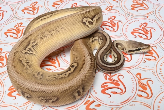 Pastel Leopard GHI Lesser Wookie Redstripe Ball Python by Dream Weaver ...