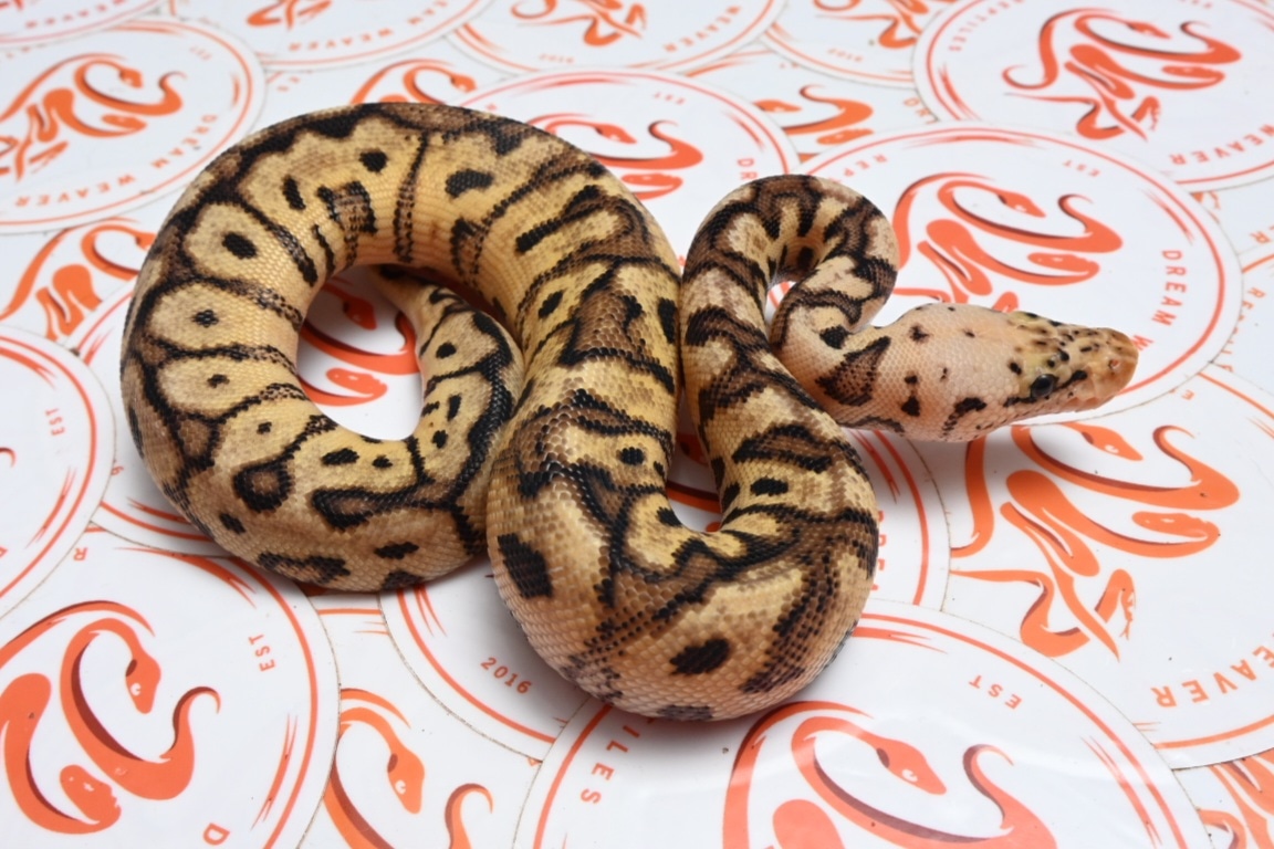 Pastel Spotnose Redstripe Nanny Clown Ball Python by Dream Weaver Reptiles - MorphMarket