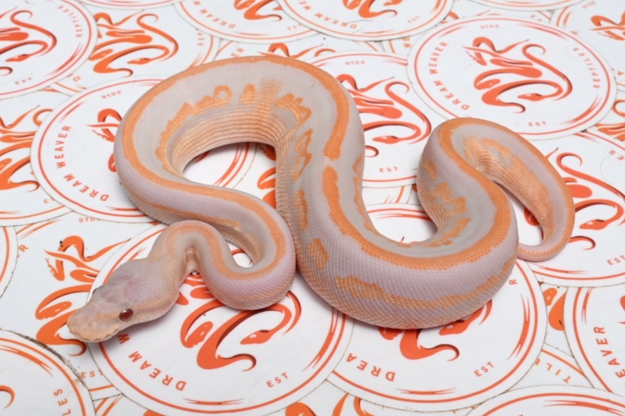 Cinnamon Lavender Albino Wookie 50% Het. Pied/Clown Ball Python by ...