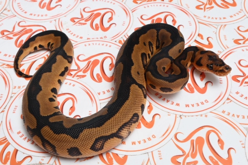 Leopard Clown Pos Stranger Ball Python by Dream Weaver Reptiles ...
