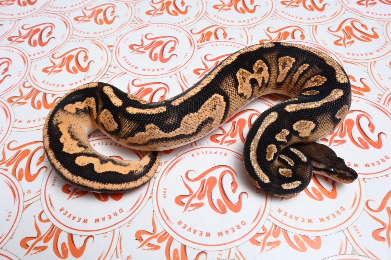 Orange Dream Cinnamon Mystic Yellowbelly 66% Het. Pied Ball Python by ...