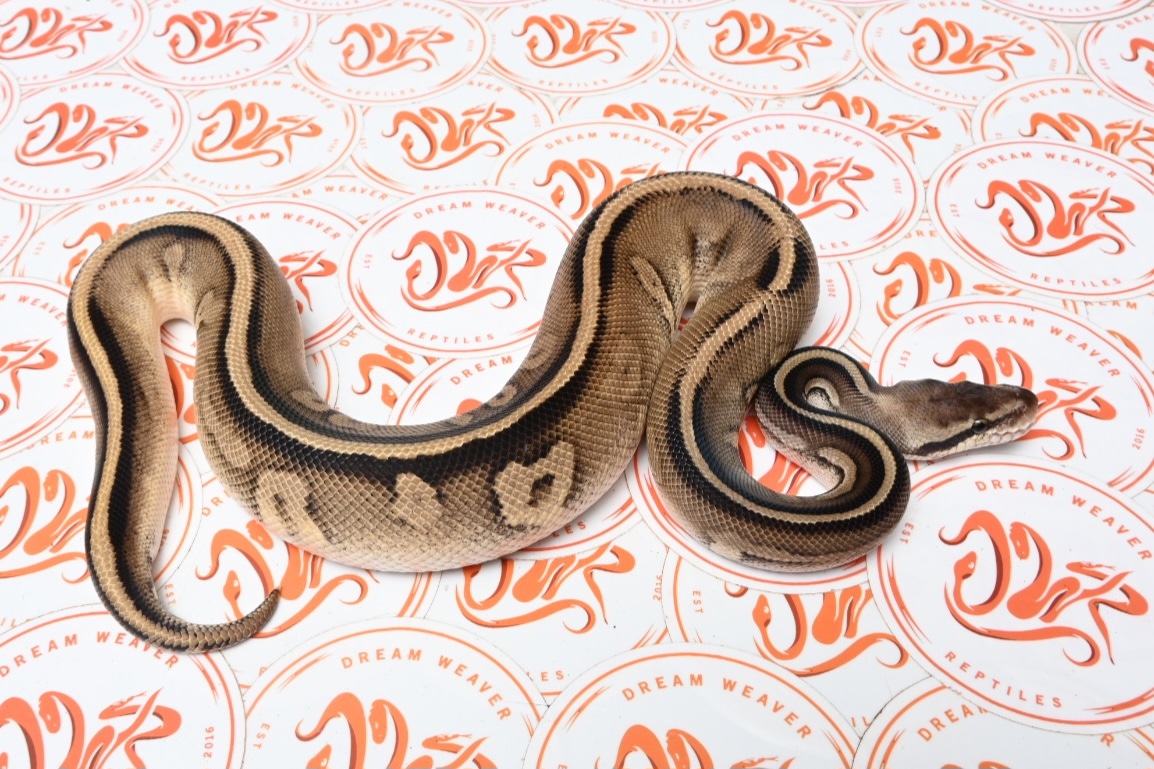 Pastel Mystic Wookie Ball Python by Dream Weaver Reptiles - MorphMarket