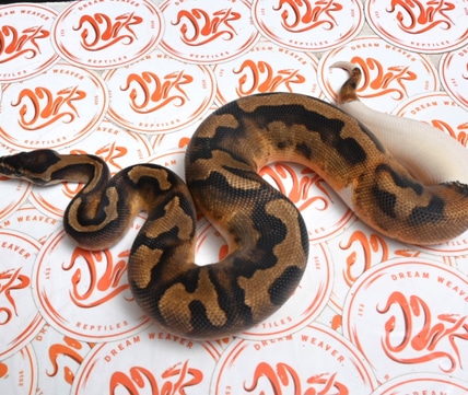 Leopard Wookie Lavender Albino 50% Het. Clown/Pied Ball Python by Dream ...
