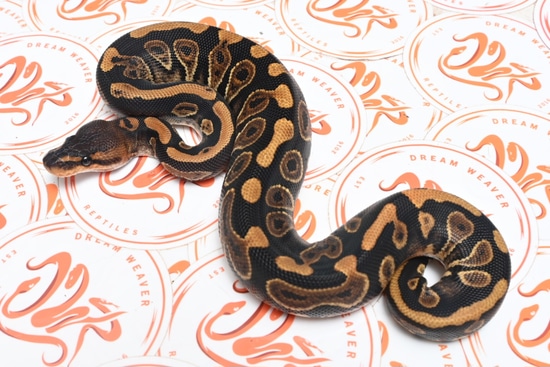 Wookie Het. Lavender Albino 50% Het. Clown/Pied Ball Python by Dream ...