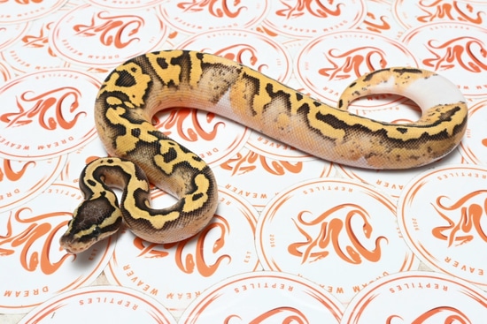 Killer GeneX Pied (Possible Yellowbelly) Ball Python by Dream Weaver ...
