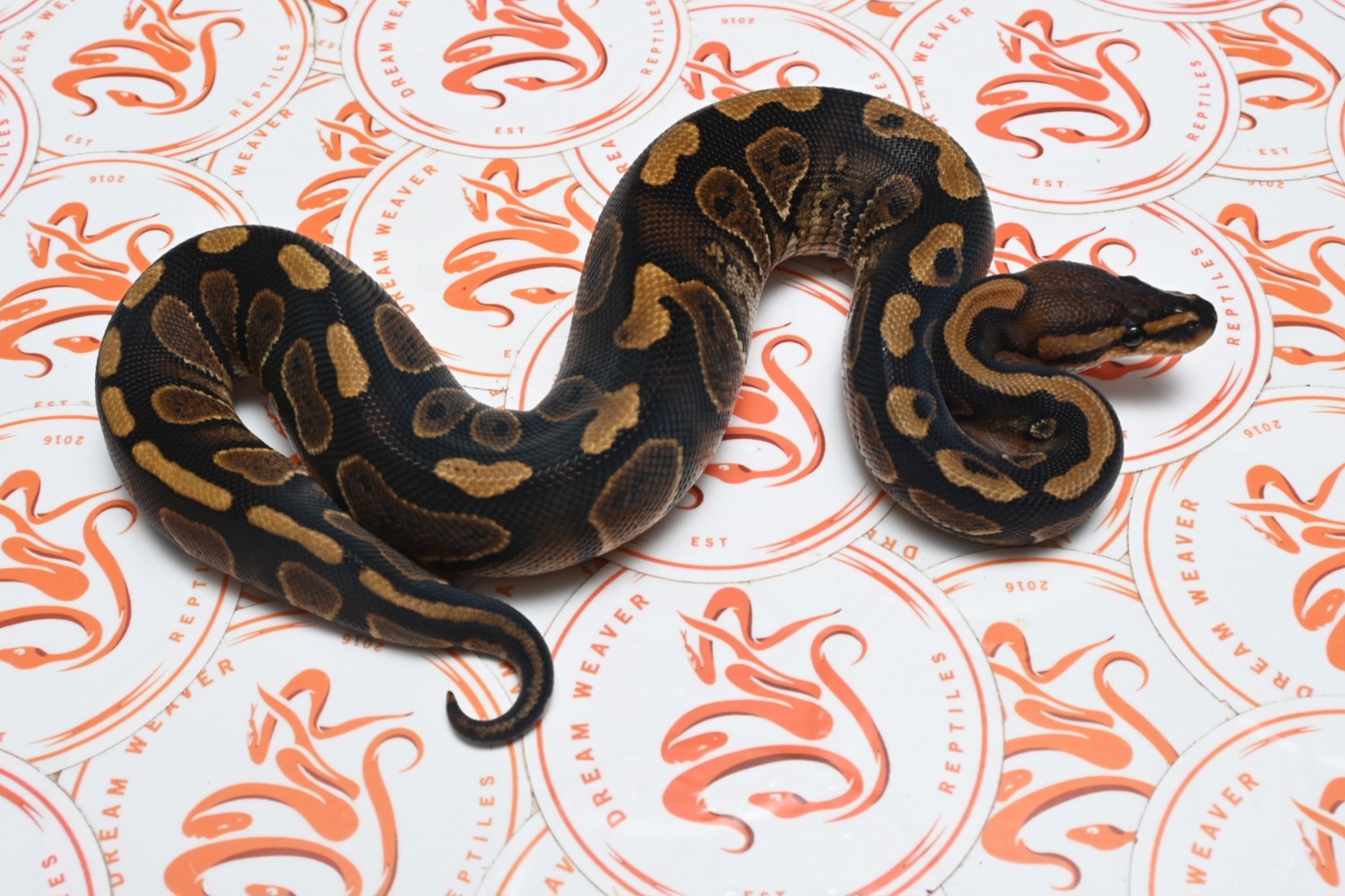 Wookie Yellowbelly Ball Python by Dream Weaver Reptiles - MorphMarket