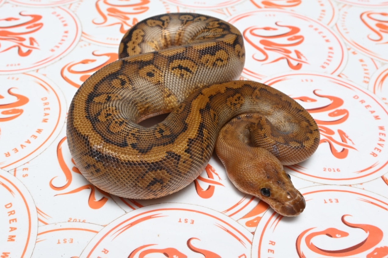 HGW Stranger Clown Ball Python by Dream Weaver Reptiles - MorphMarket