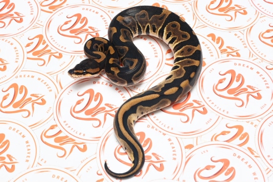 Leopard Wookie Redstripe Ball Python by Dream Weaver Reptiles