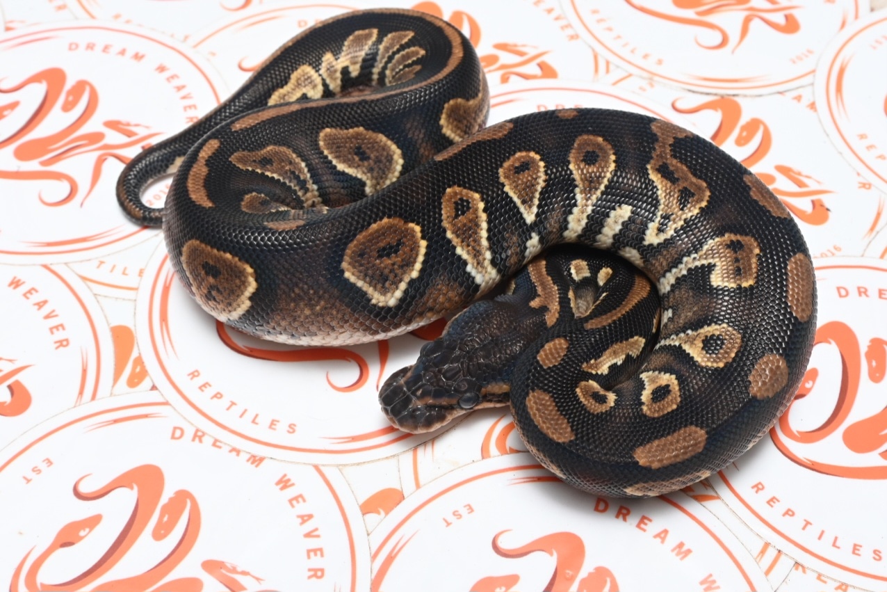 Blackhead Het. Lavender Albino Ball Python by Dream Weaver Reptiles ...