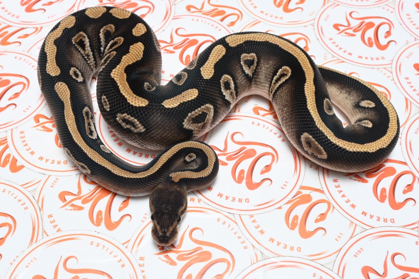 Mystic Wookie Ball Python by Dream Weaver Reptiles - MorphMarket