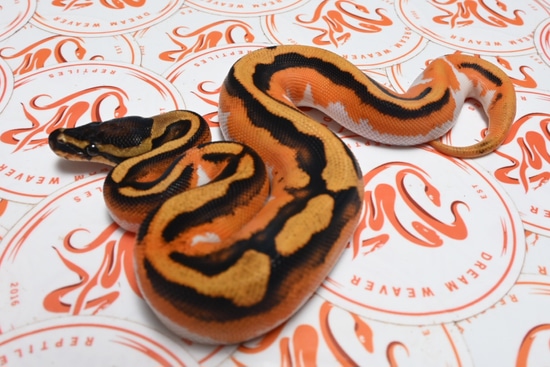 Orange Dream Yellowbelly Pied Ball Python by Dream Weaver Reptiles